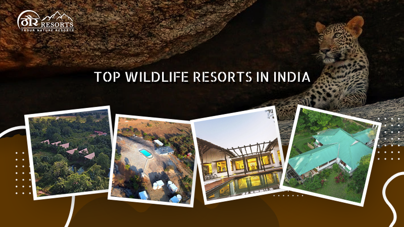 Top luxury Wildlife Resorts in India for a Thrilling Jungle Experience