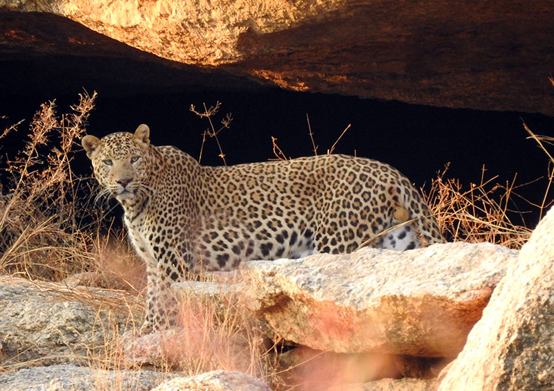 Jawai Leopard Safari, Jawai Bandh Safari - Thour Resort