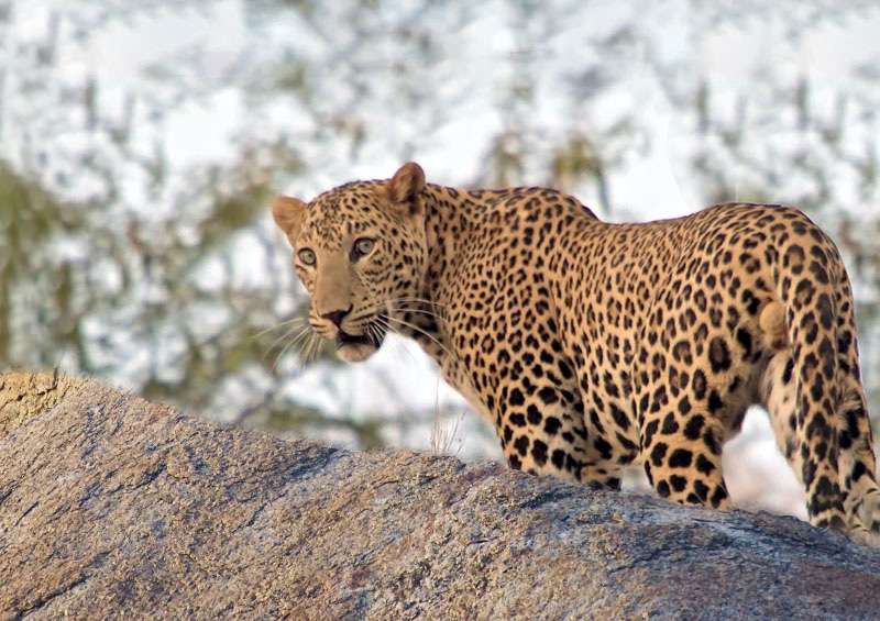 Jawai Leopard Safari, Jawai Bandh Safari - Thour Resort